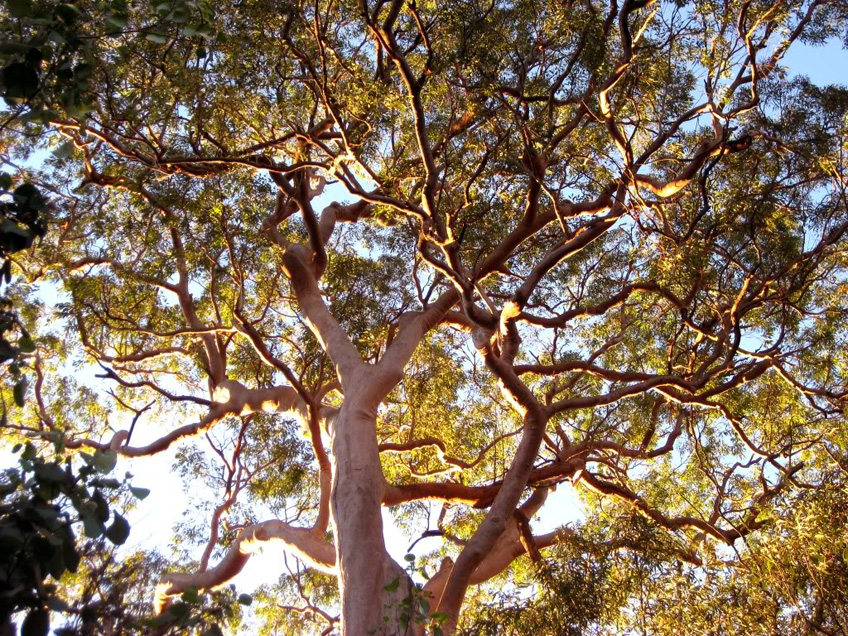 Radio Round Up January 23 - 24 | The Garden Clinic