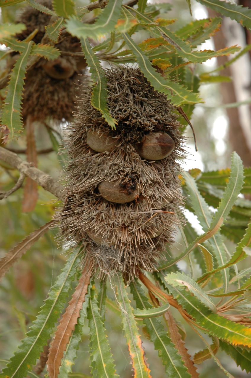 The Brilliant Banksia | The Garden Clinic