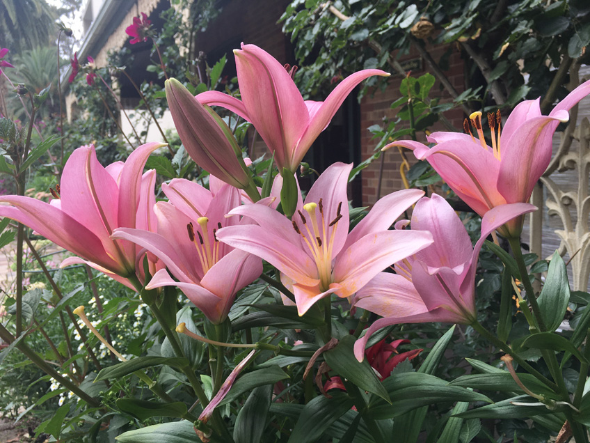 What to do this week: Scent, Scale and Drama | The Garden Clinic