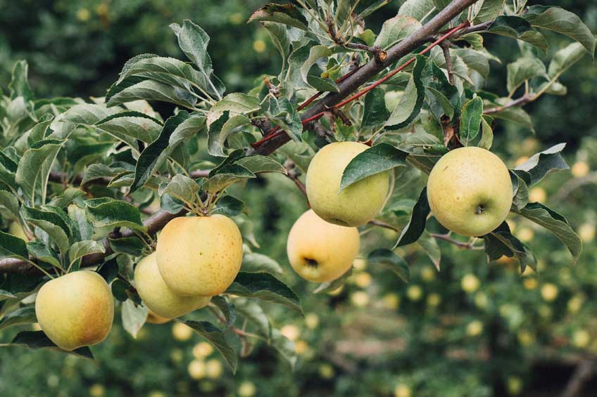 How to grow: Apples | The Garden Clinic