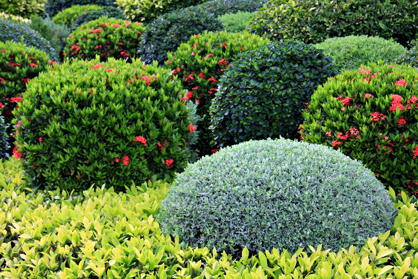 4 key tips for awesome azaleas | The Garden Clinic