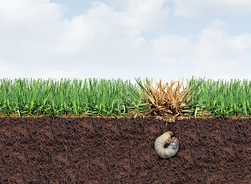 January garden jobs | The Garden Clinic