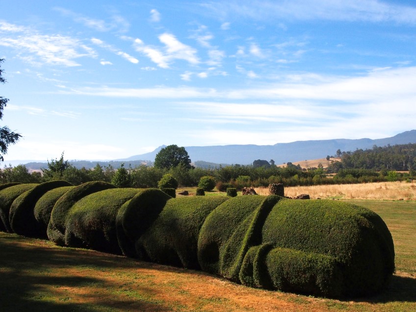 Hedges: out of the box | The Garden Clinic