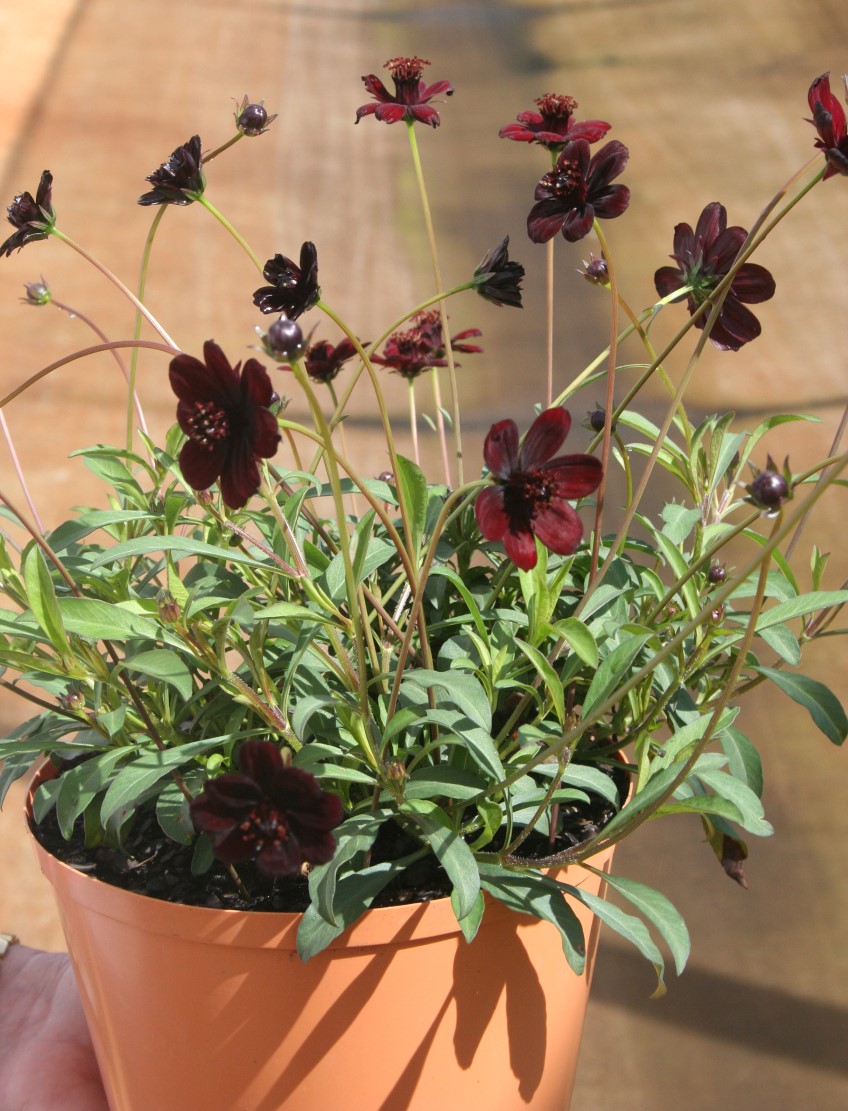 Potted: Cosmos 'Choca Mocha' | The Garden Clinic