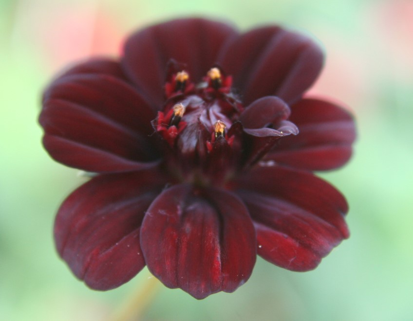 Potted: Cosmos 'Choca Mocha' | The Garden Clinic