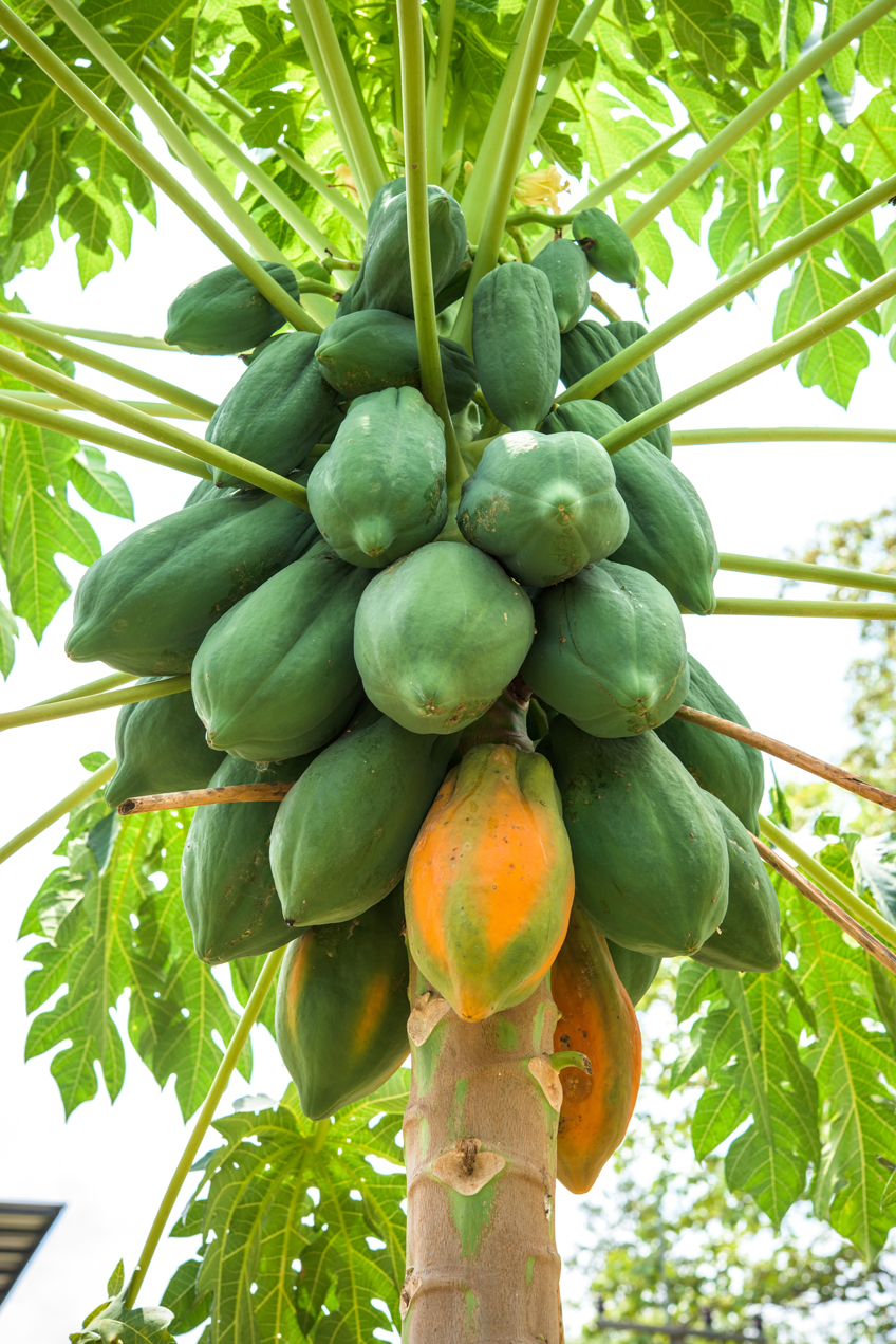 Papaya | The Garden Clinic