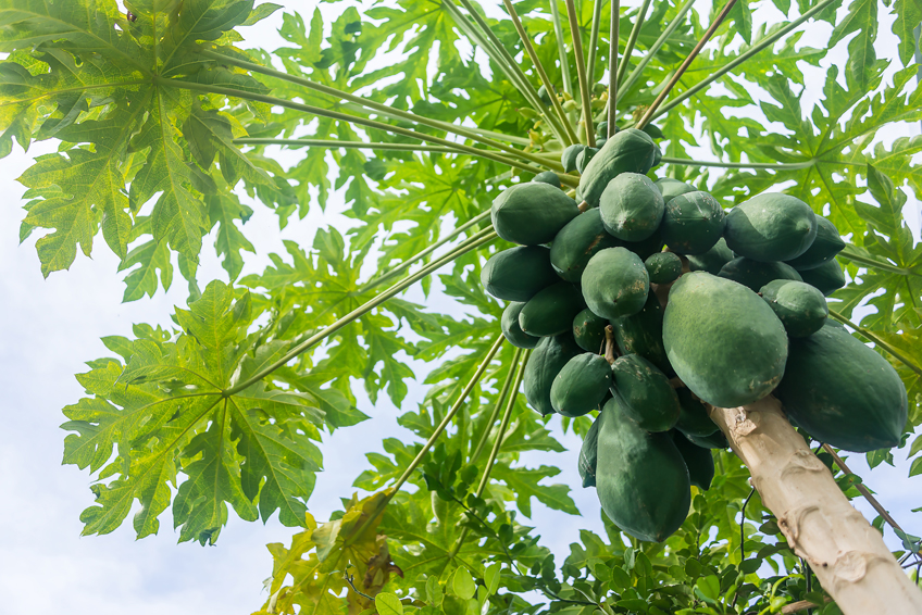 Papaya | The Garden Clinic
